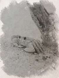 The Crab and His Mother by Aesop