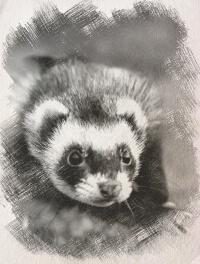 Sredni Vashtar by Saki - Library of Short Stories