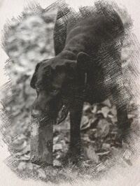 The Loaded Dog by Henry Lawson - Library of Short Stories