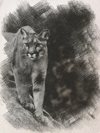 The Princess and the Puma by O. Henry