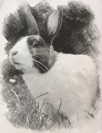 The Tale of Peter Rabbit by Beatrix Potter