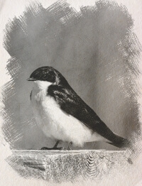 The Birds, the Beasts, and the Bat by Aesop